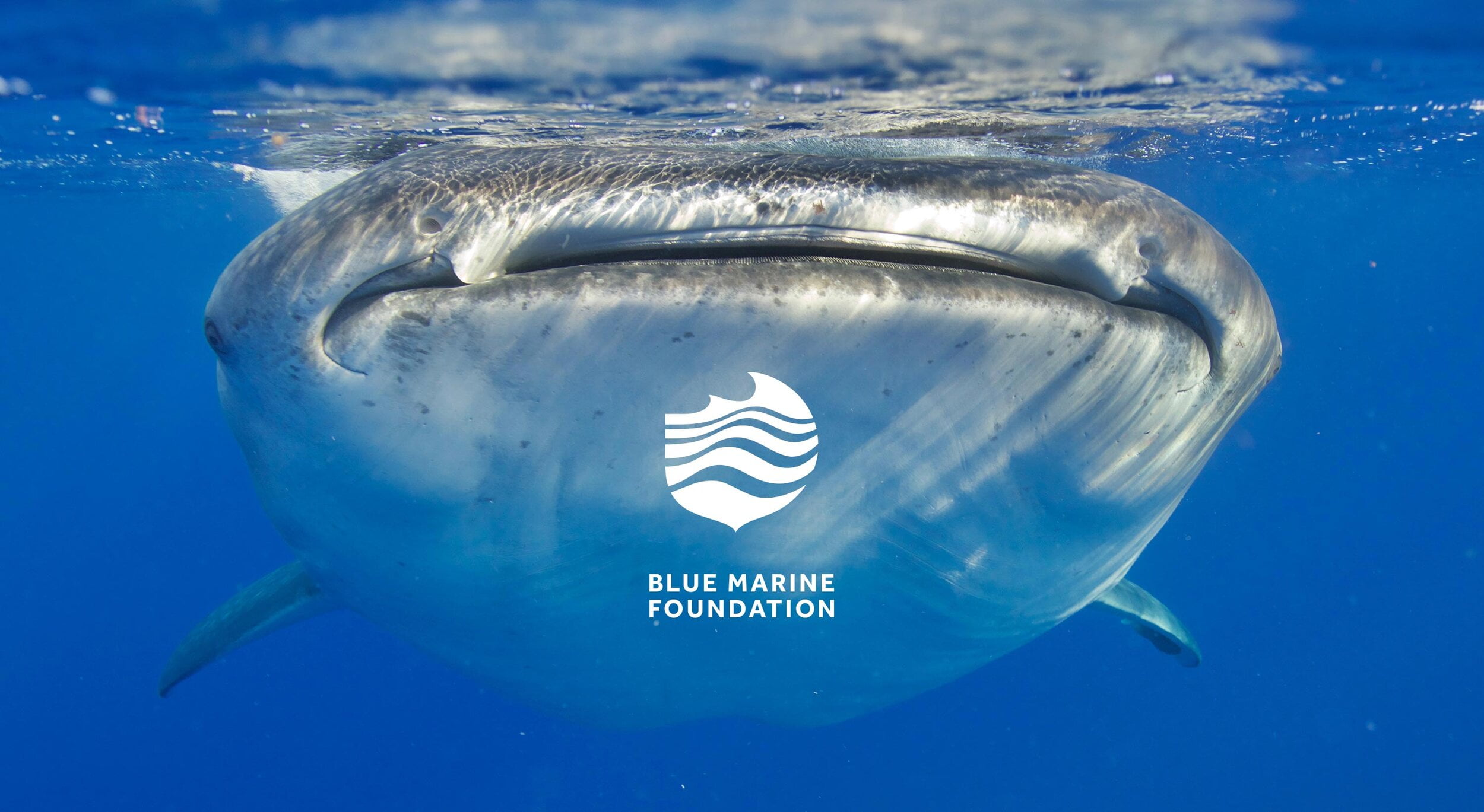 1M RAISED BY YACHTIES FOR BLUE MARINE FOUNDATION Ocean Alliance